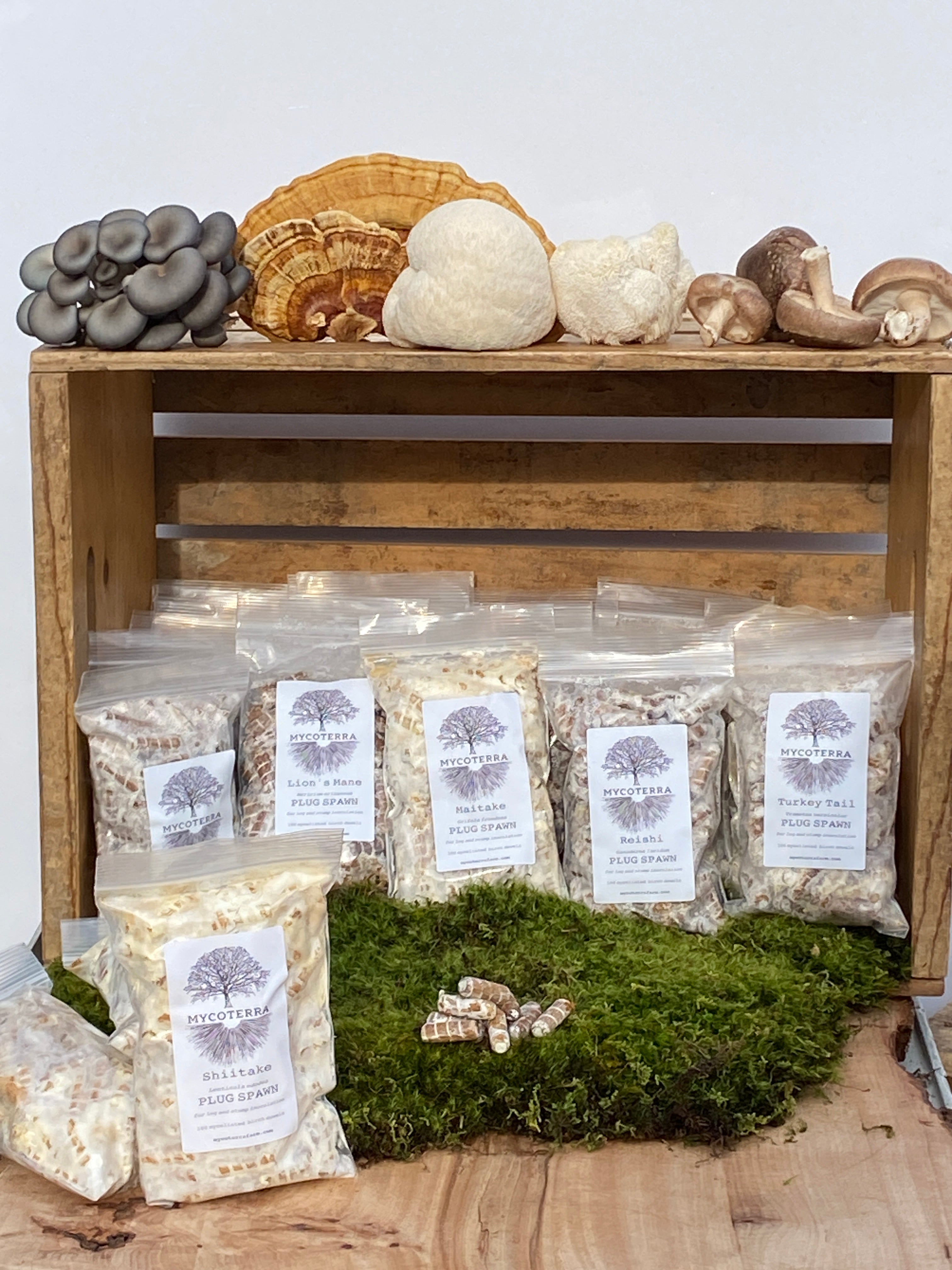 Mushroom Plug Spawn – Mycoterra Farm