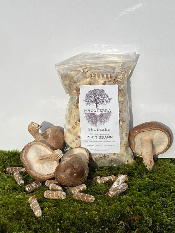 Shiitake Mushroom Plug Spawn – Mycoterra Farm